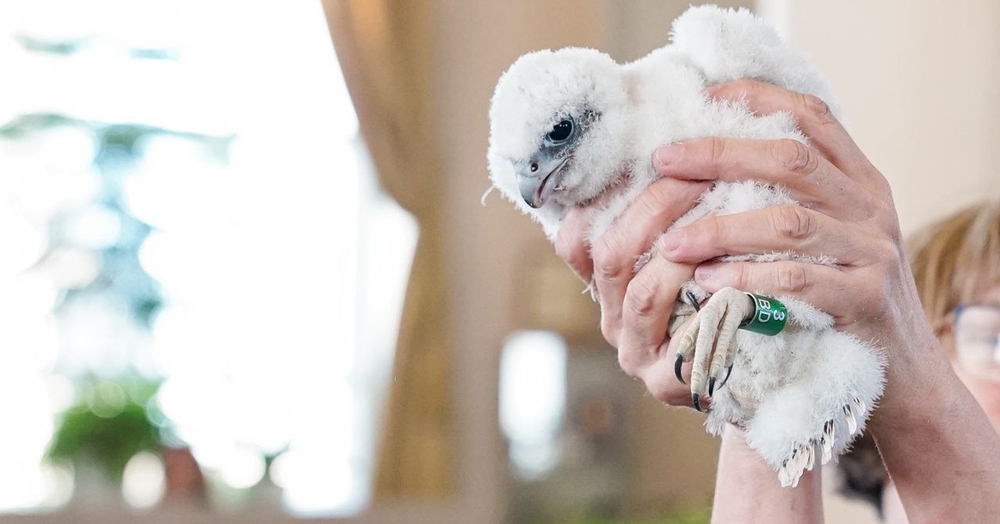 Peregrine falcon reproduction on the building of Moscow State ...